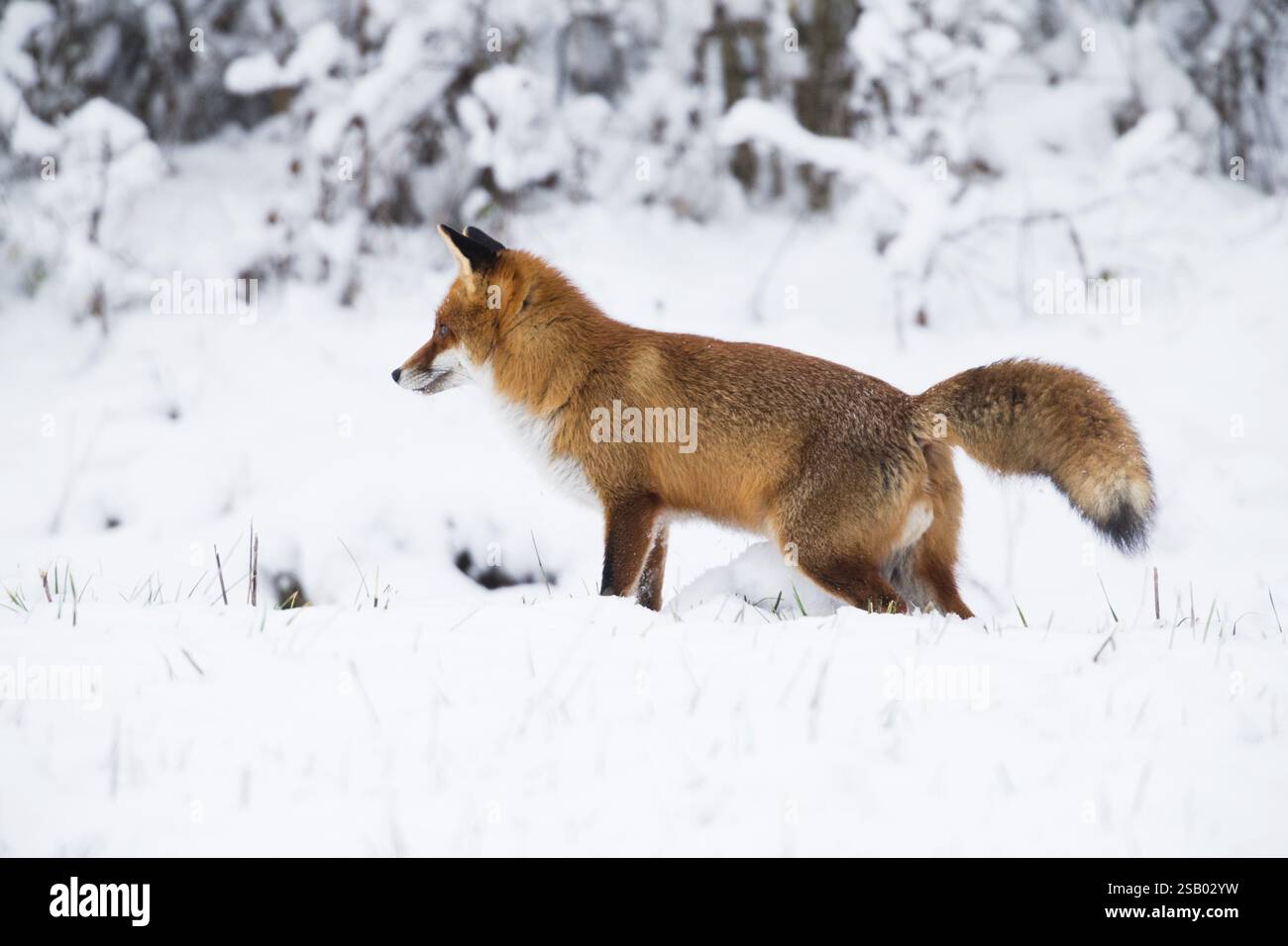 Red fox (Vulpes vulpes), male or dog fox on a snow covered field scent ...