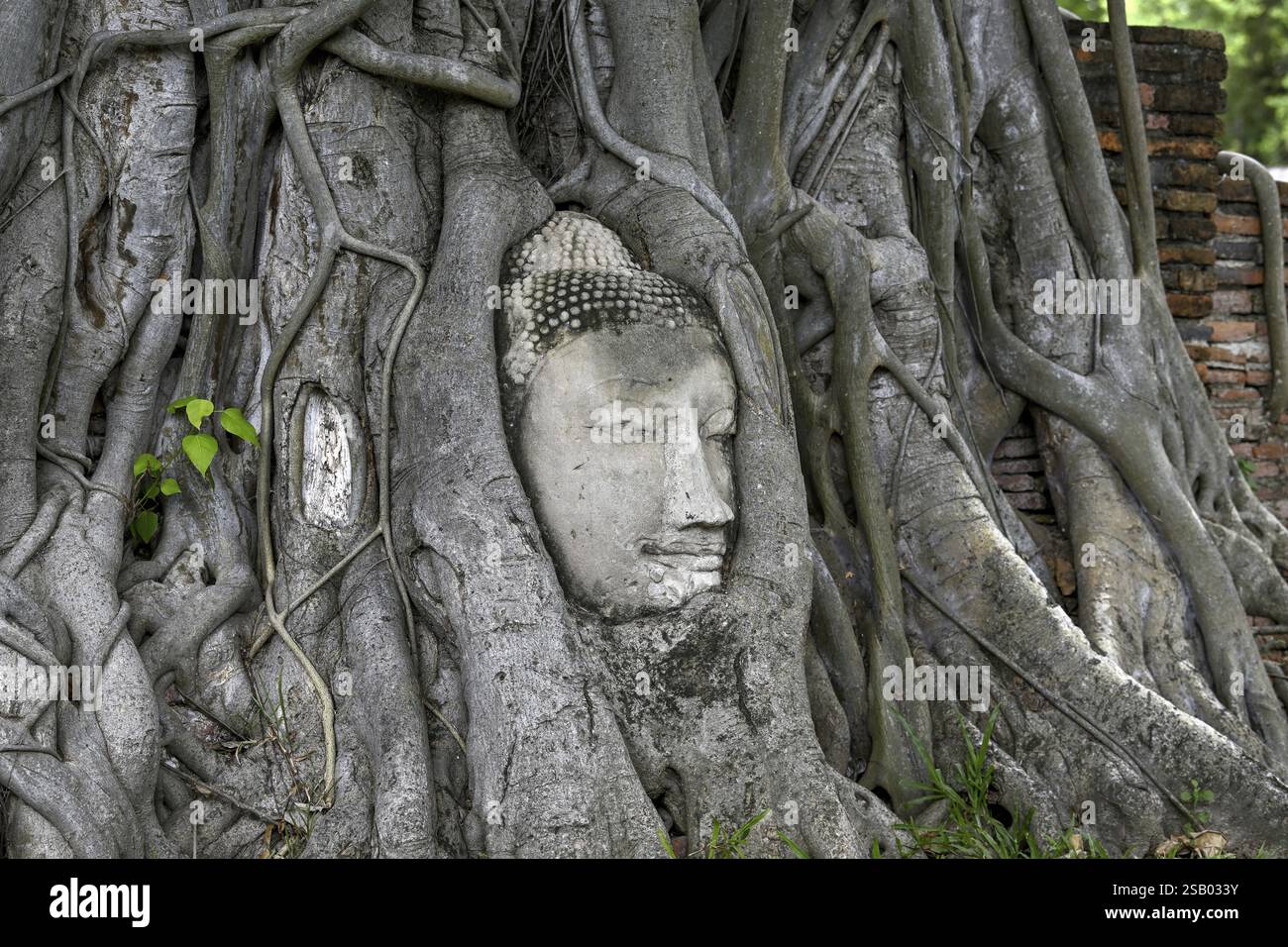 Sandstone Buddha head at the foot of a Bodhi tree in Wat Mahathat ...