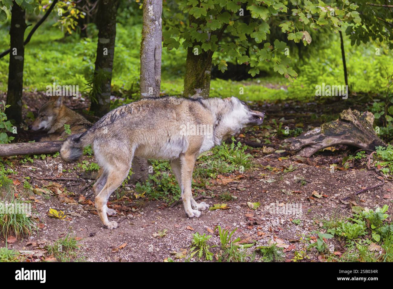 A eurasian gray wolf (Canis lupus lupus) stands on a forest edge and shakes off the water of his ...