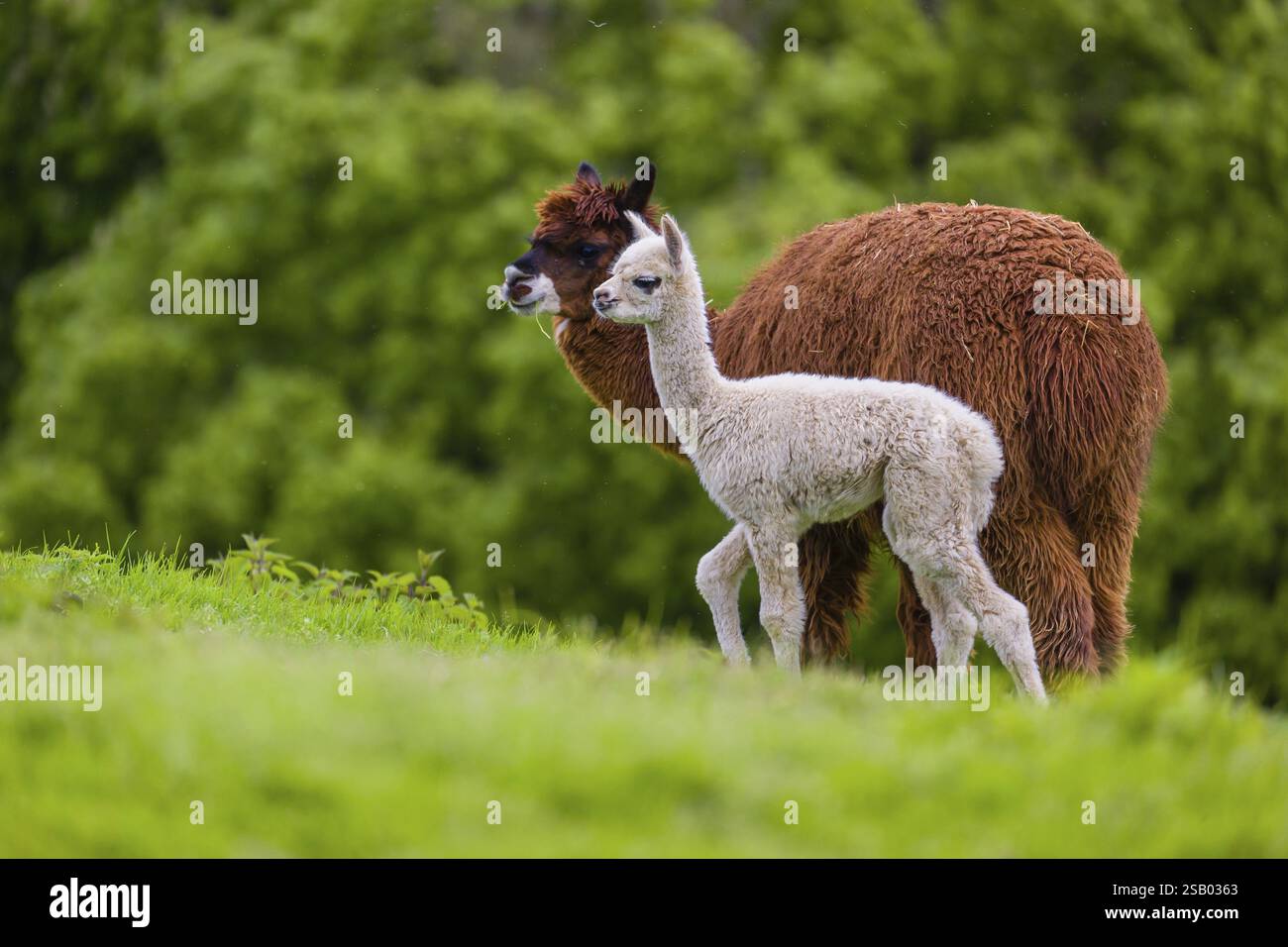 One brown female Alpaca (Vicugna pacos) stands with her young on a ...