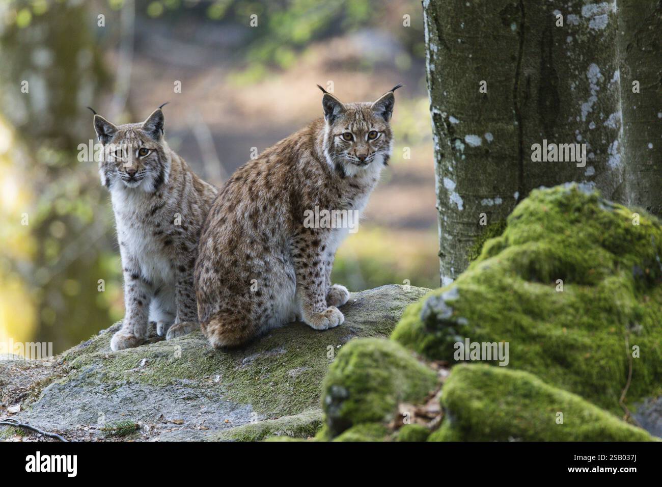 Eurasian Lynx or Northern Lynx (Lynx lynx), two adult animals sitting ...