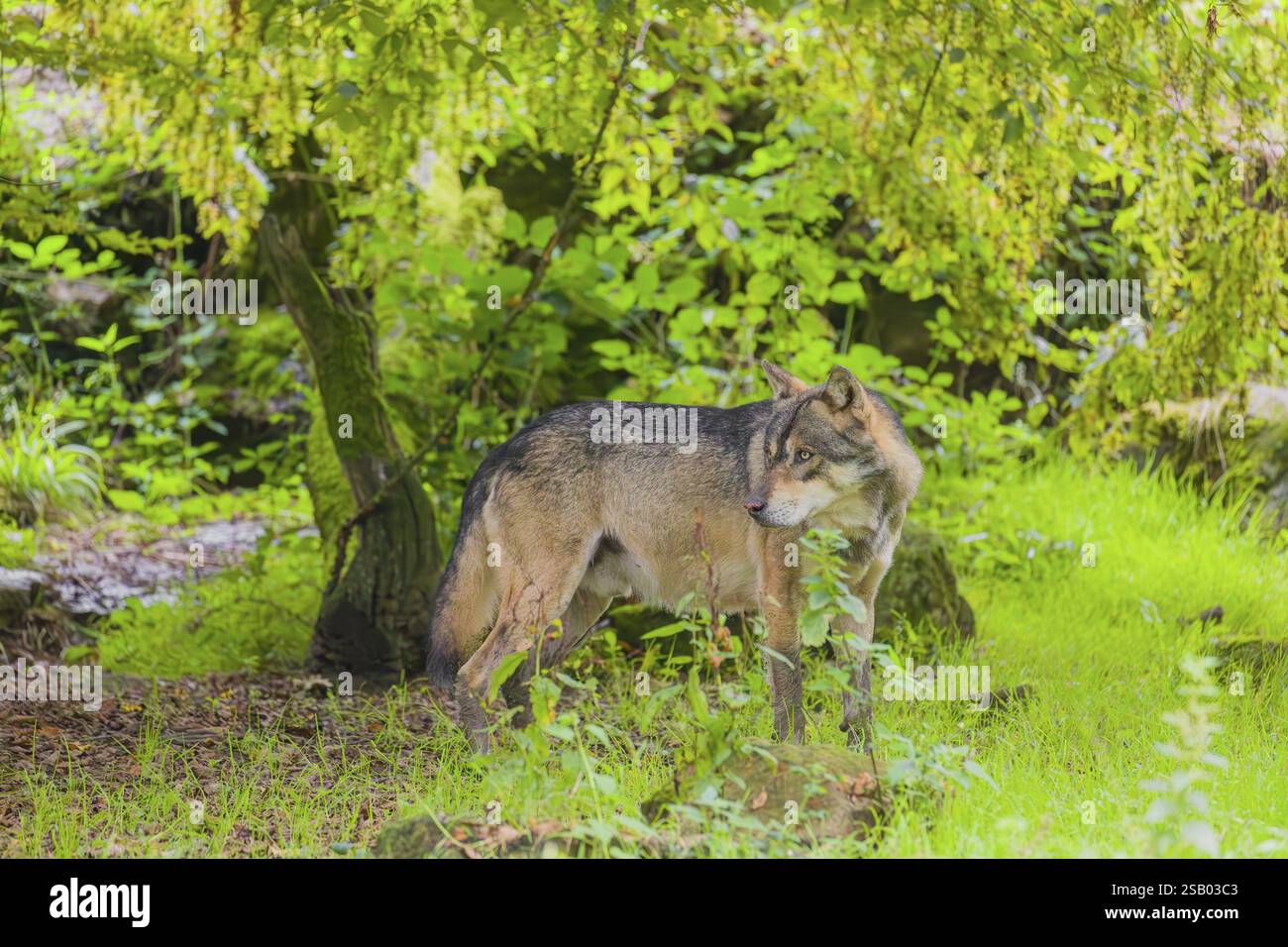 An adult male eurasian gray wolf (Canis lupus lupus) stands at the edge ...