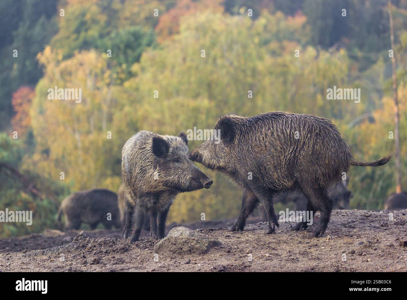 Two wild boars or wild pigs (Sus scrofa) meet and greet in a clearing ...