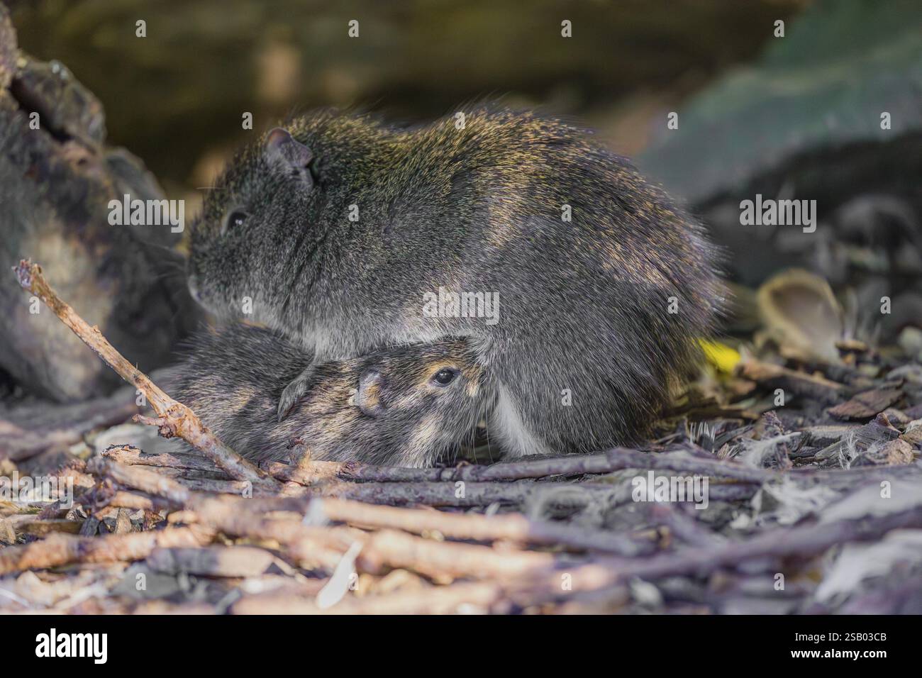An adult female Brazilian guinea pig (Cavia aperea) nurses one of her ...