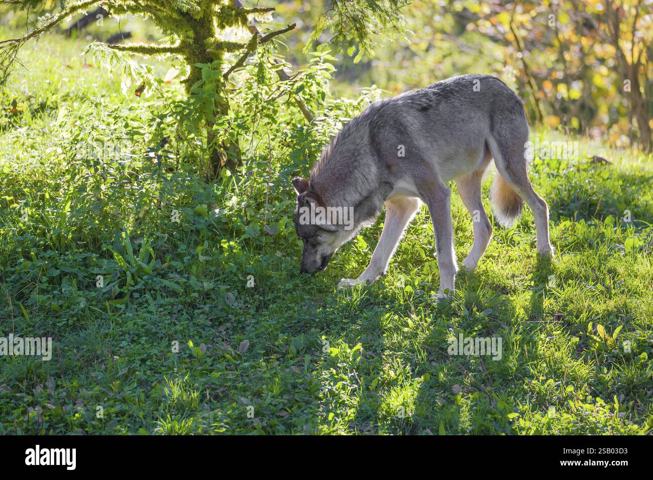 A eurasian gray wolf (Canis lupus lupus) stands on a forest edge in ...