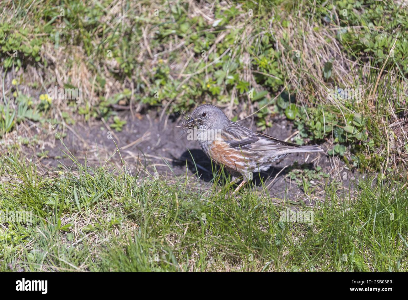 One adult alpine accentor (Prunella collaris collaris) walking on grass ...