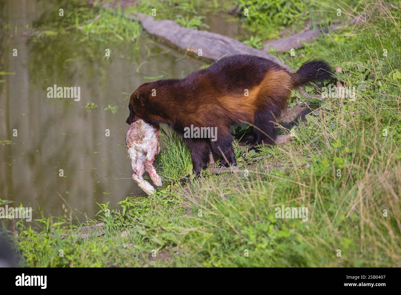 A wolverine (Gulo gulo) stands at a pond, carrying a dead rabbit Stock ...