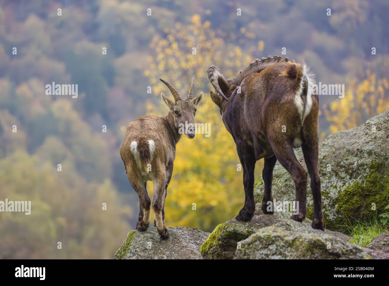 Two ibex (Capra ibex), a male and a female, stand on a rock. The male ...