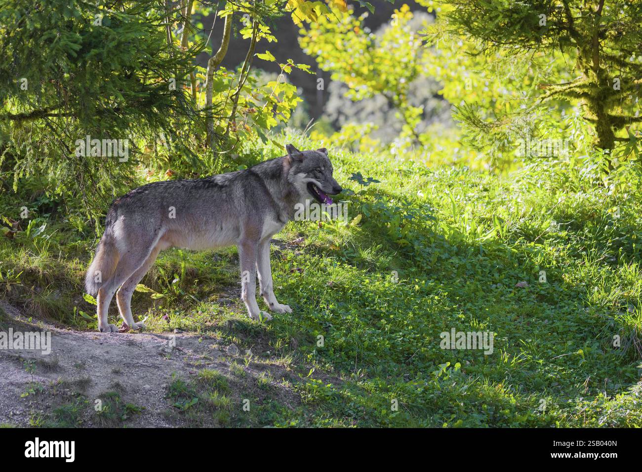 A eurasian gray wolf (Canis lupus lupus) stands under a spruce tree ...