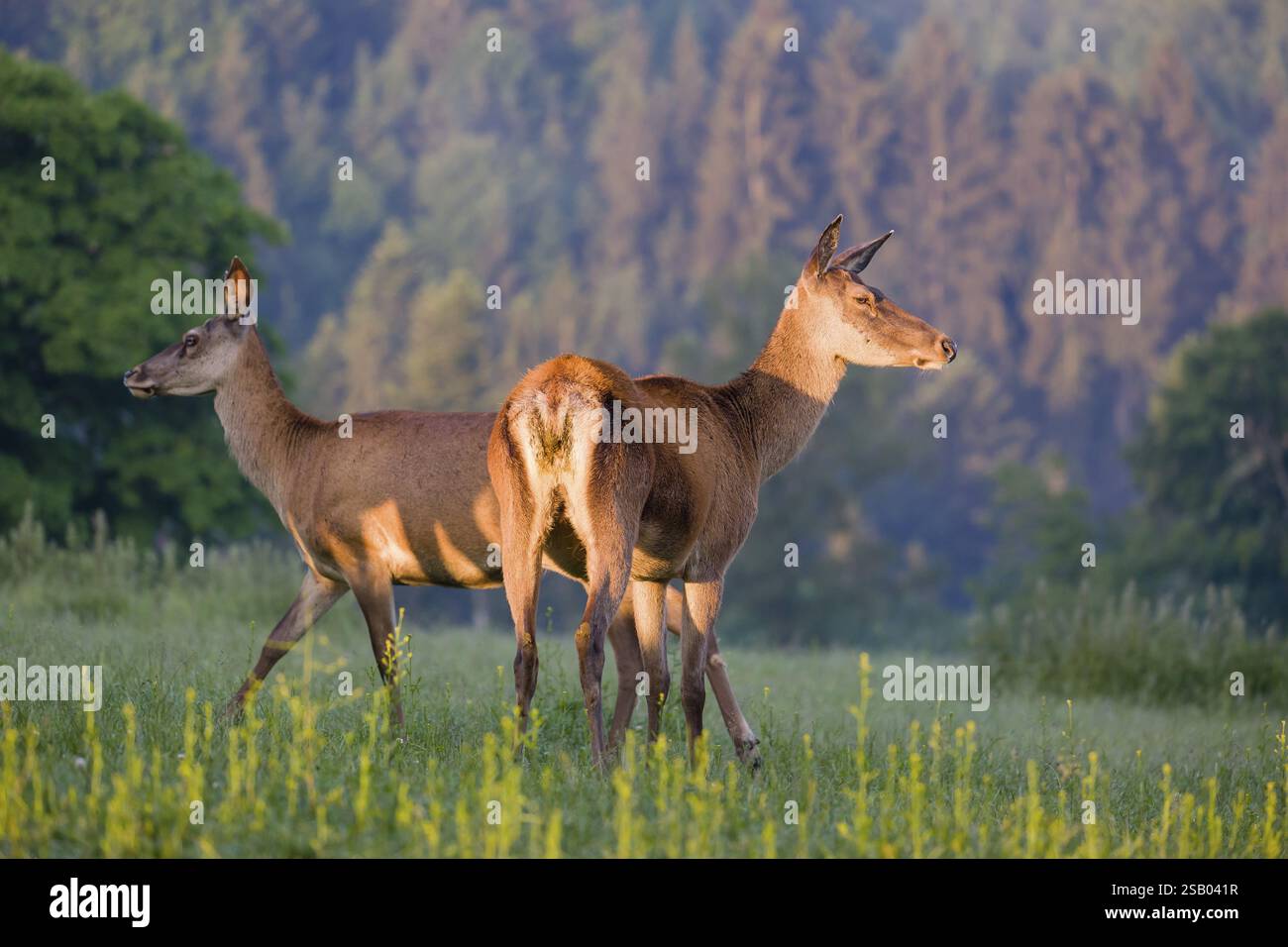 Two Altai maral hinds, Altai wapiti or Altai elk (Cervus canadensis ...