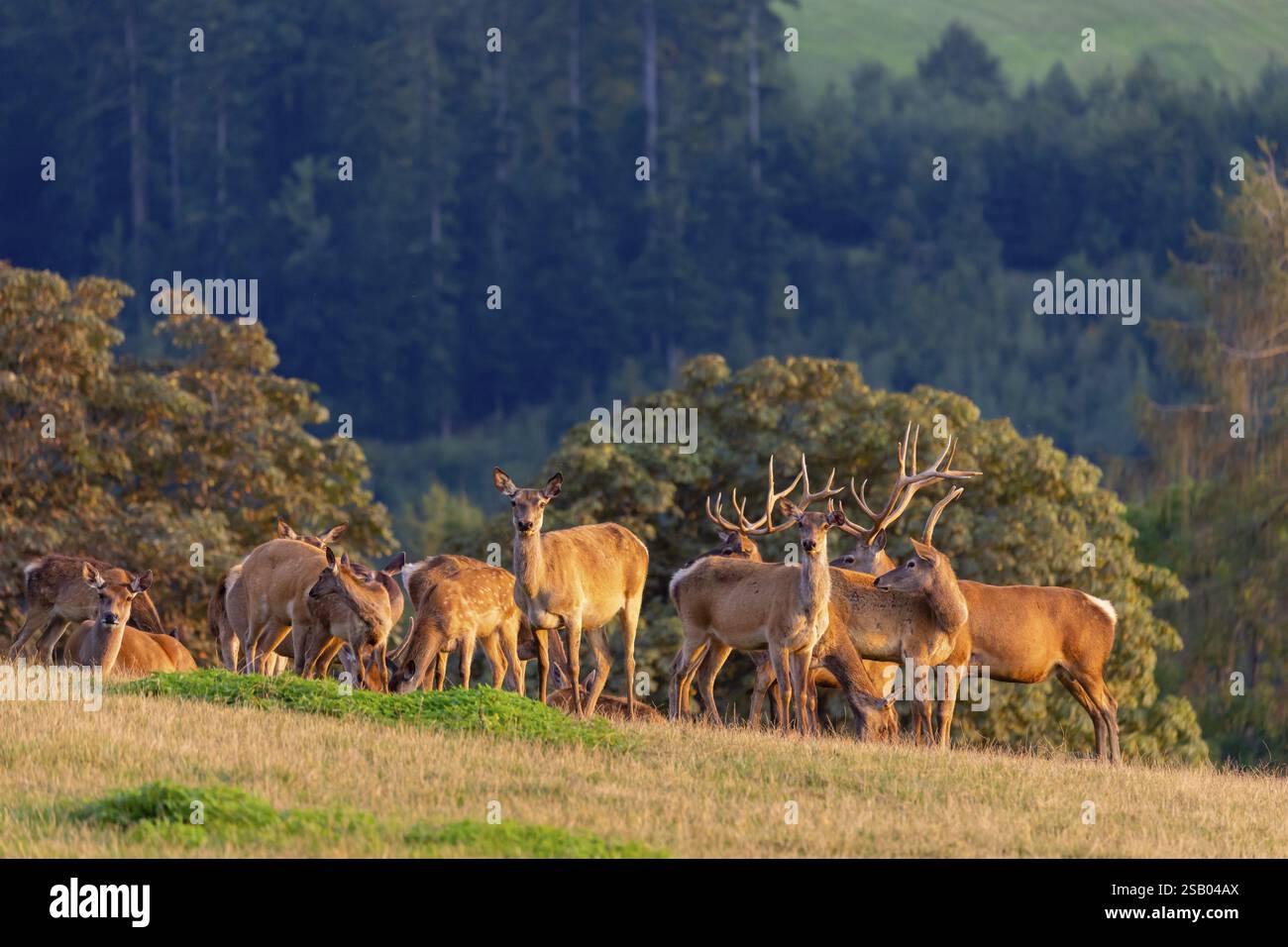 A herd of Altai maral, Altai wapiti or Altai elk (Cervus canadensis ...