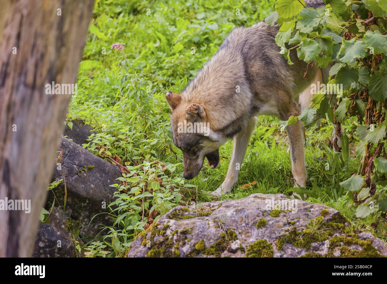 A eurasian gray wolf (Canis lupus lupus) stands on hilly terrain ...