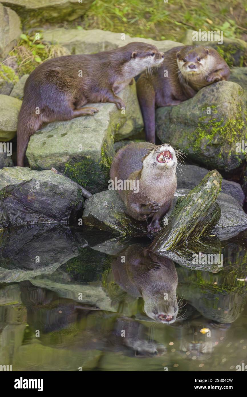 Three oriental small-clawed otter or Asian small-clawed otter (Aonyx ...