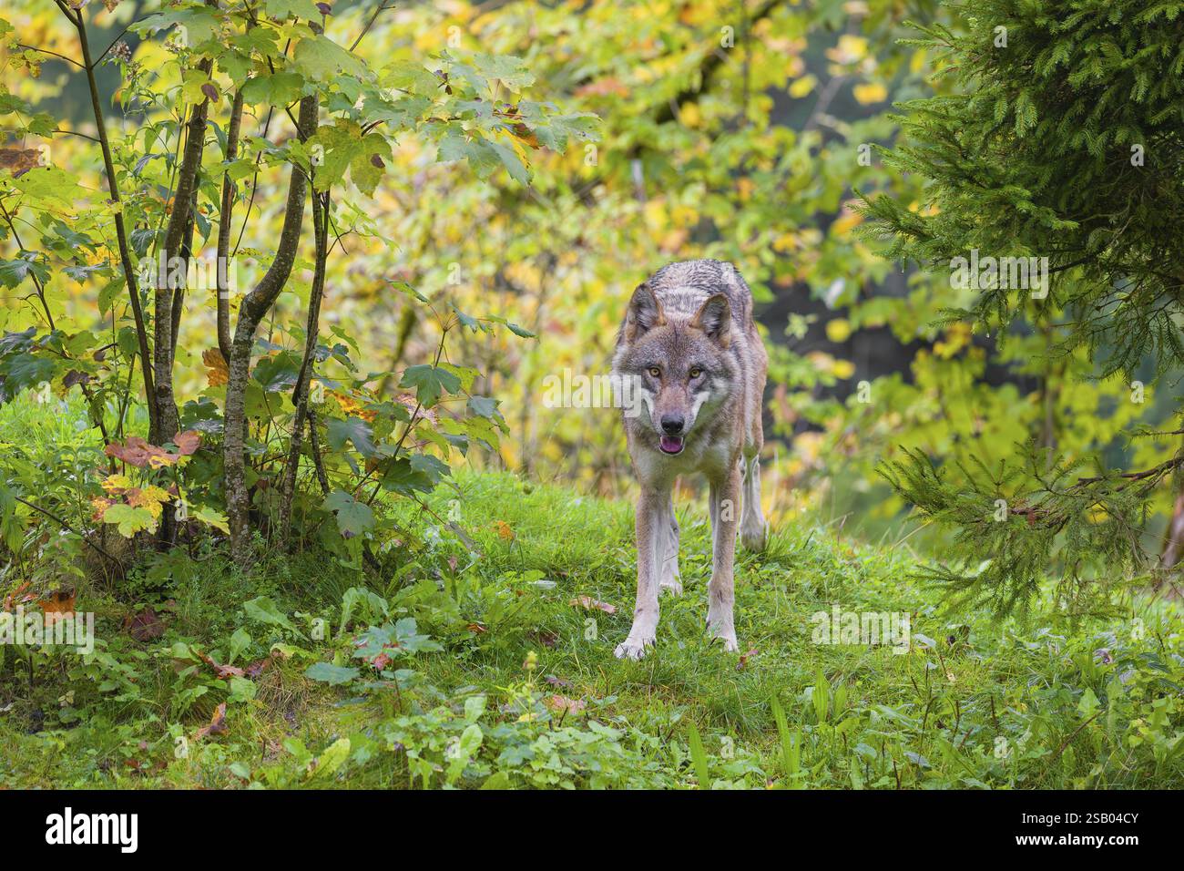 A eurasian gray wolf (Canis lupus lupus) stands on a green meadow on ...