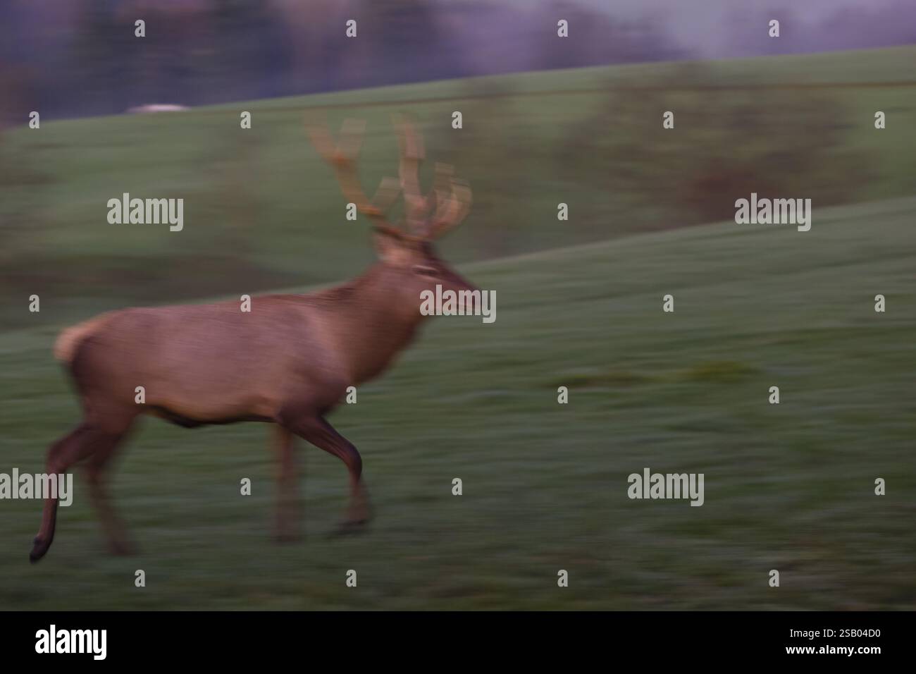 An Altai maral stag, Altai wapiti or Altai elk (Cervus canadensis ...