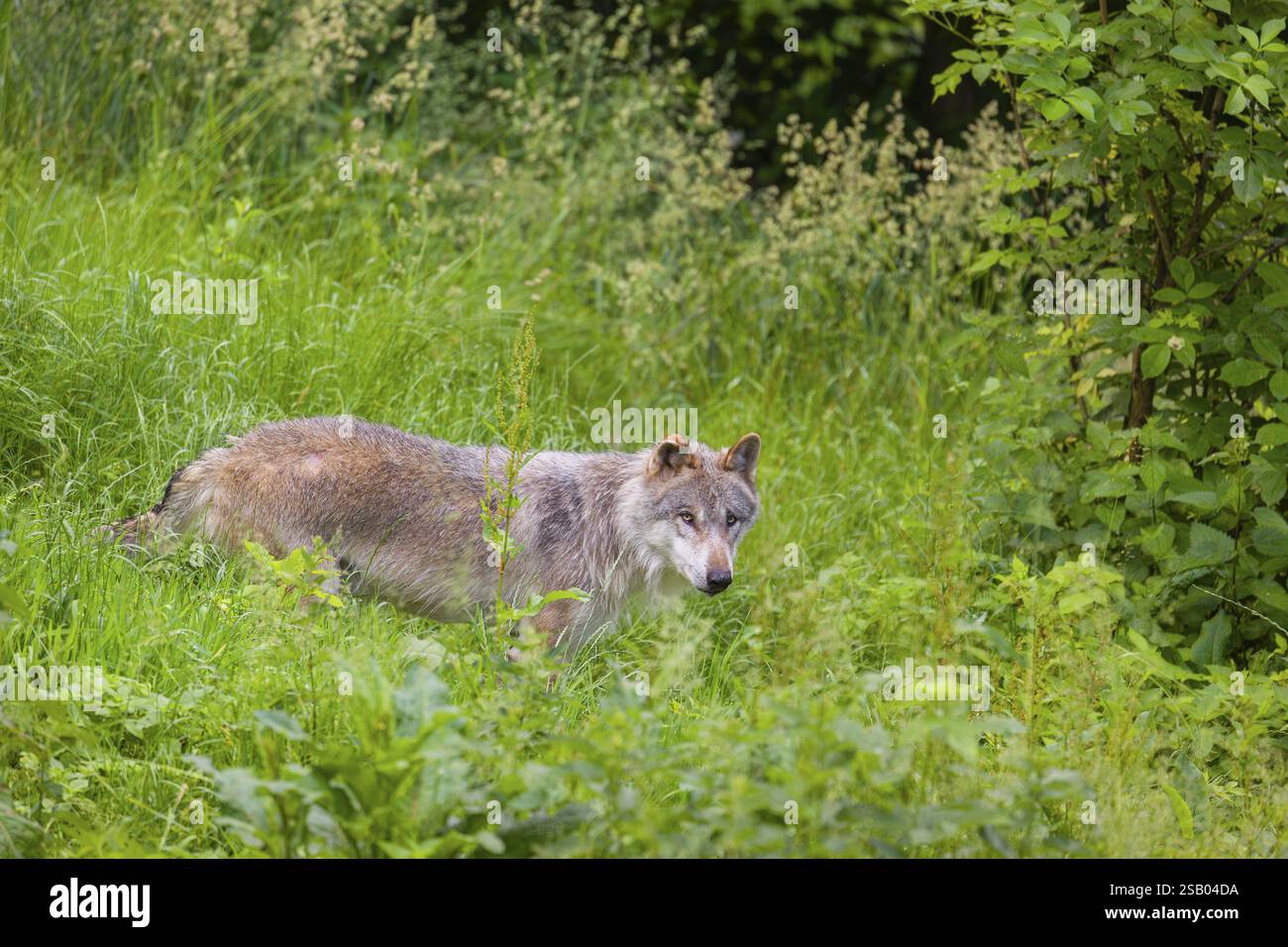 An adult male gray wolf (Canis lupus lupus) runs across a green meadow ...