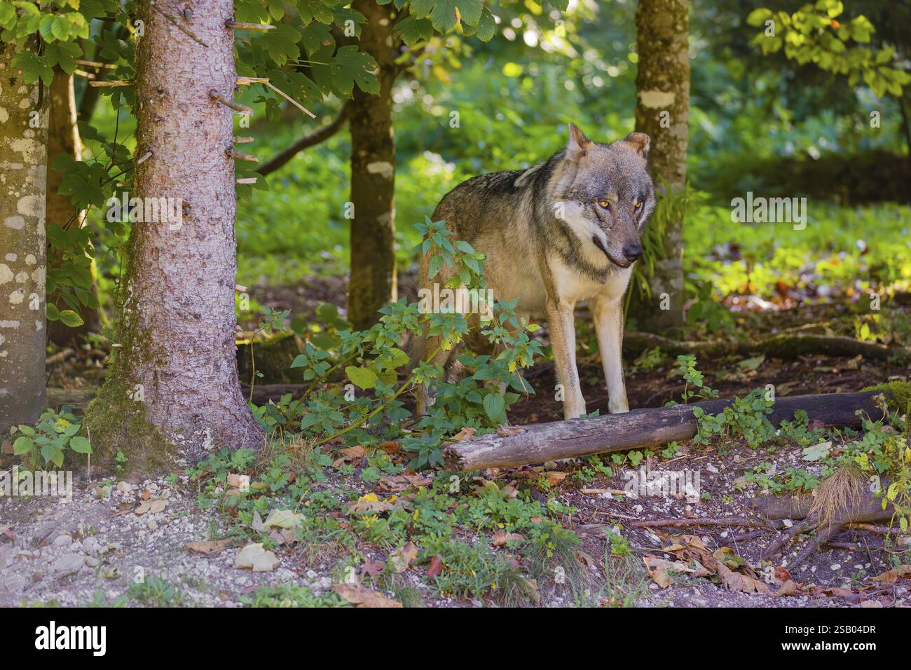 A eurasian gray wolf (Canis lupus lupus) stands on a forest edge Stock Photo - Alamy
