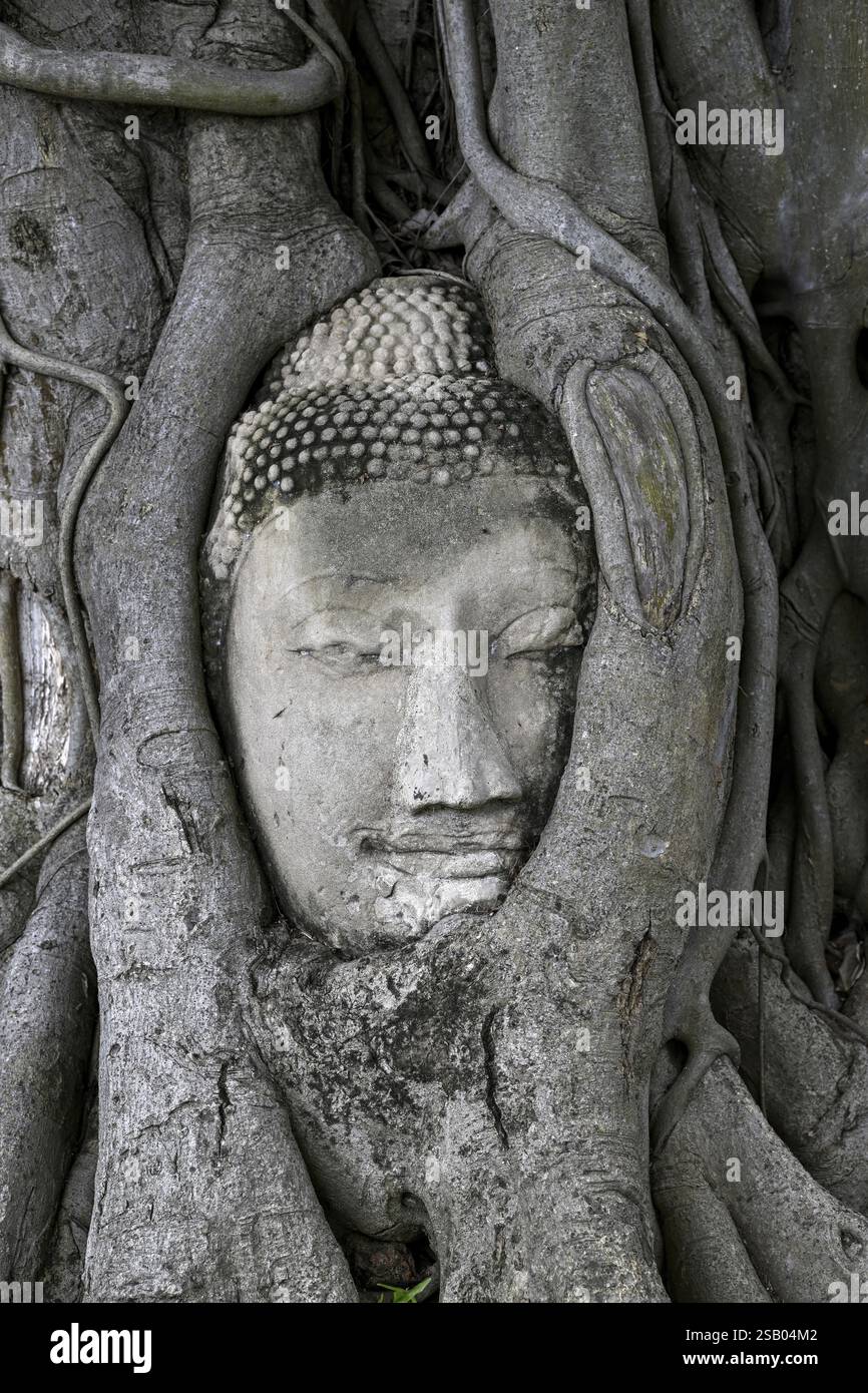 Sandstone Buddha head at the foot of a Bodhi tree in Wat Mahathat ...