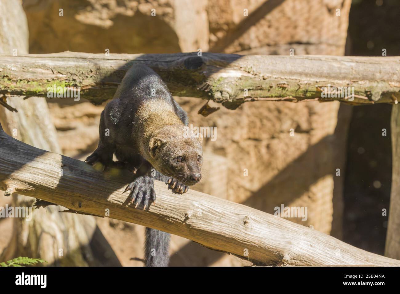 A Tayra (Eira barbara) runs on branches of a fallen tree Stock Photo ...