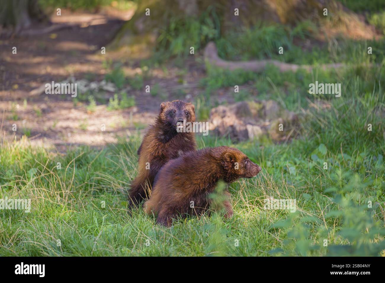 Two wolverine (Gulo gulo) fight each other on a green meadow at a ...