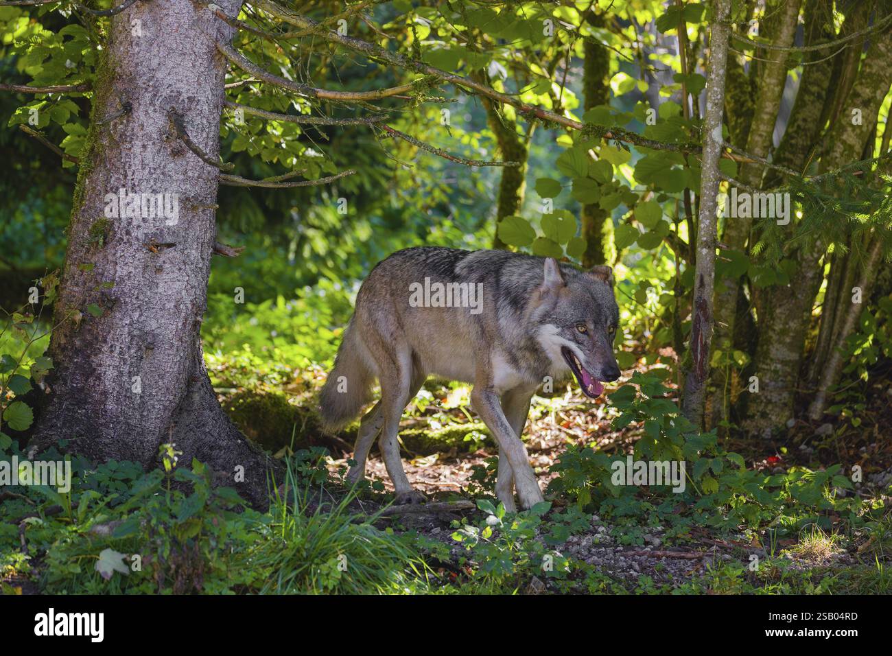 A eurasian gray wolf (Canis lupus lupus) stands on a forest edge in ...