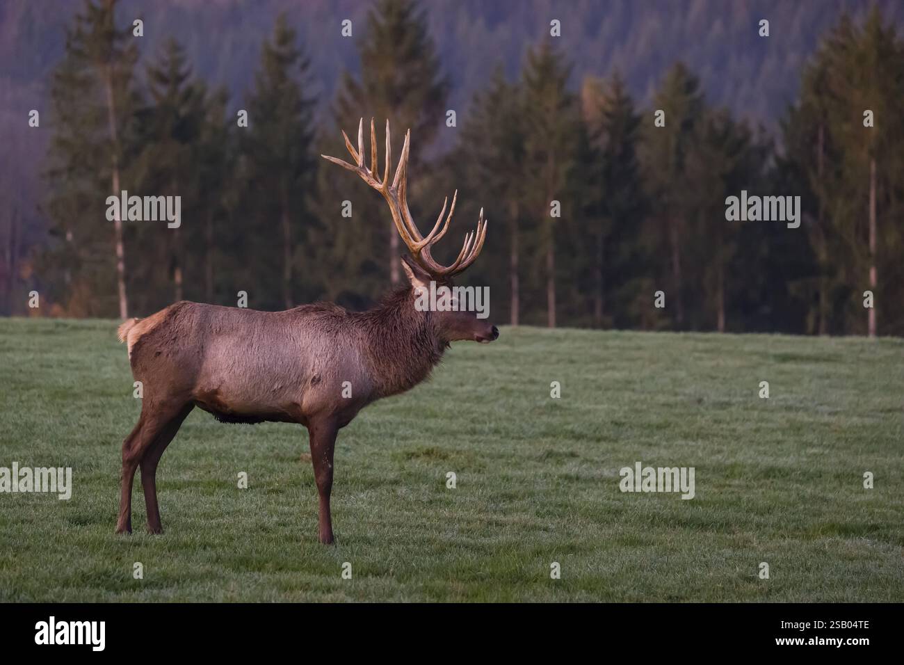 An Altai maral stag, Altai wapiti or Altai elk (Cervus canadensis ...
