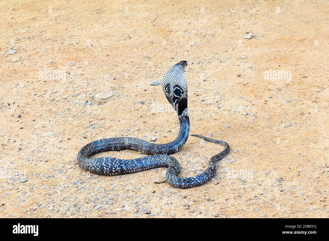 The King Cobra on sand. Wild and dangerous animals Stock Photo - Alamy