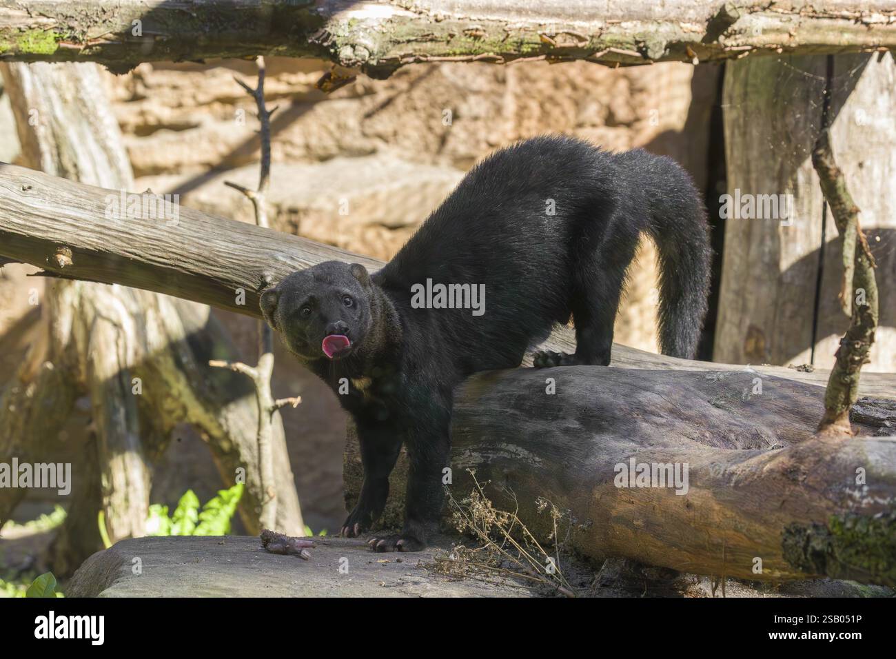 A Tayra (Eira barbara) runs on branches of a fallen tree Stock Photo ...