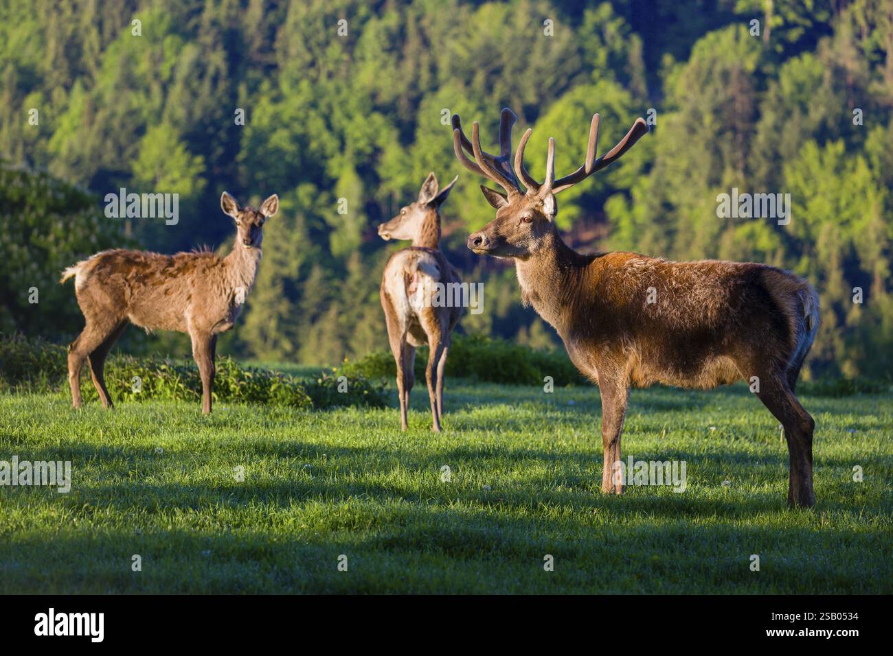 One male Altai maral, Altai wapiti or Altai elk (Cervus canadensis ...