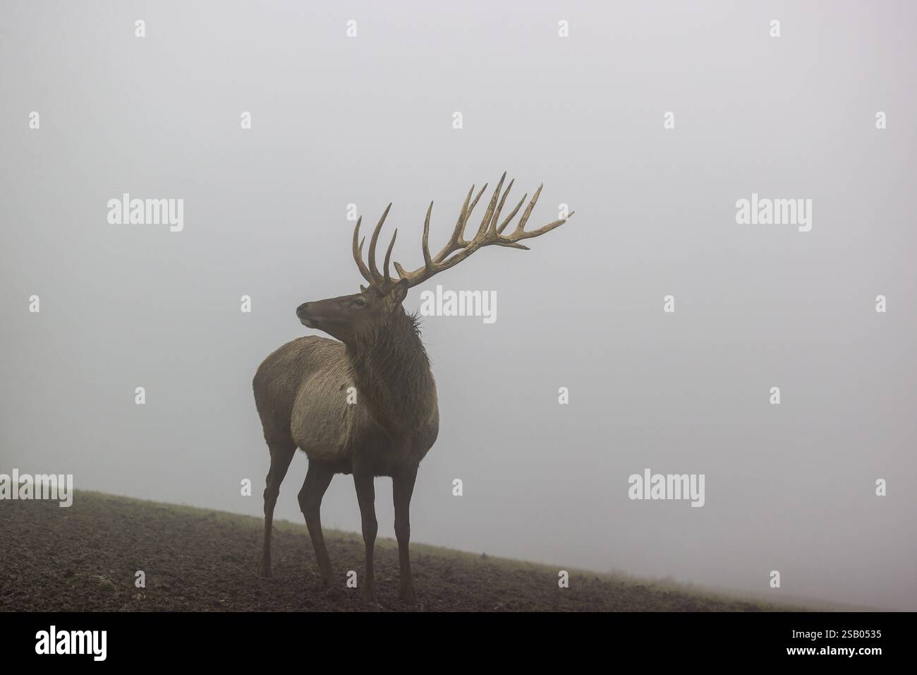 An Altai maral stag, Altai wapiti or Altai elk (Cervus canadensis ...