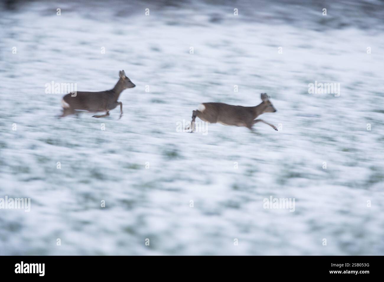 Roe Deer (Capreolus capreolus), two deer running across a snow covered ...
