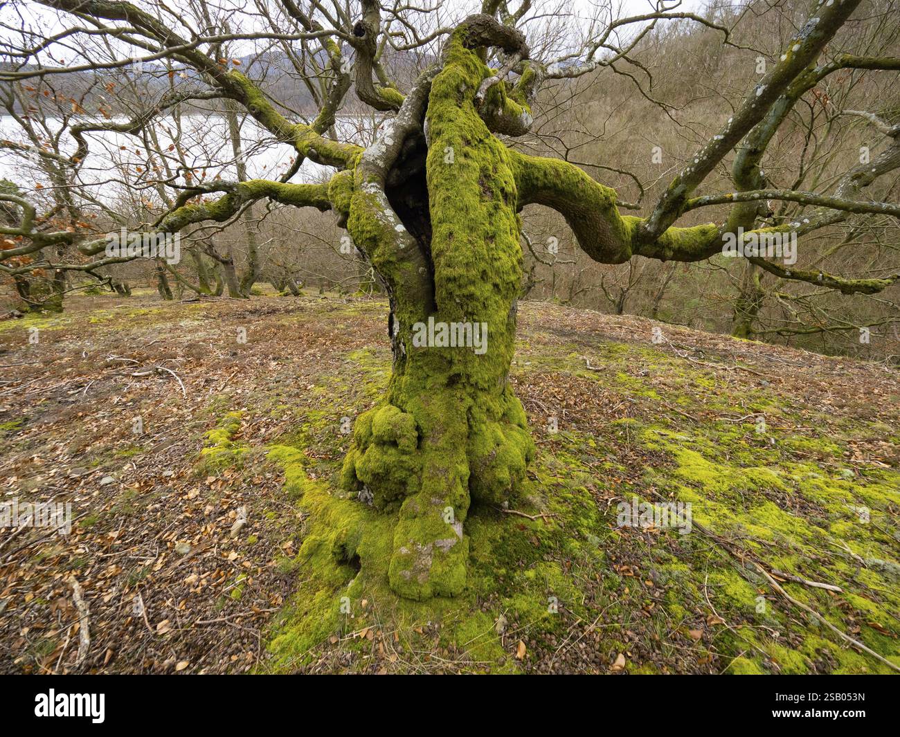 Beech Tree (Fagus sylvatica), an old gnarled tree, covered in moss, in ...