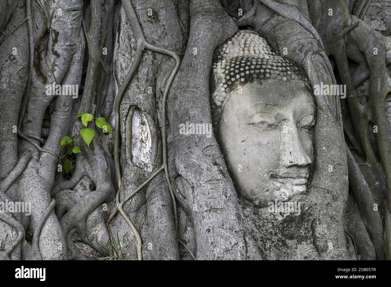 Sandstone Buddha head at the foot of a Bodhi tree in Wat Mahathat ...