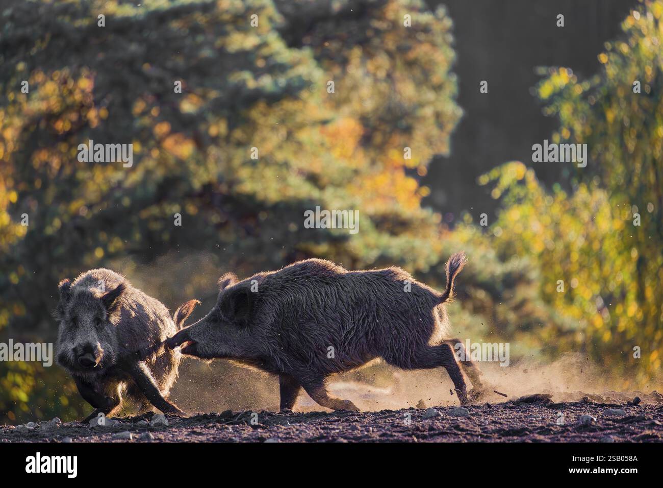 Two wild boars or wild pigs (Sus scrofa) fight in a clearing on hilly ...