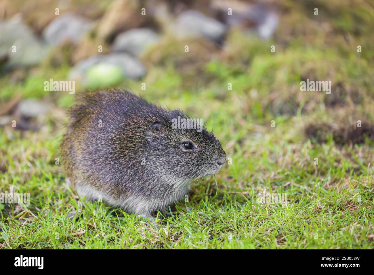 An adult Brazilian guinea pig (Cavia aperea) grazes on a green meadow ...