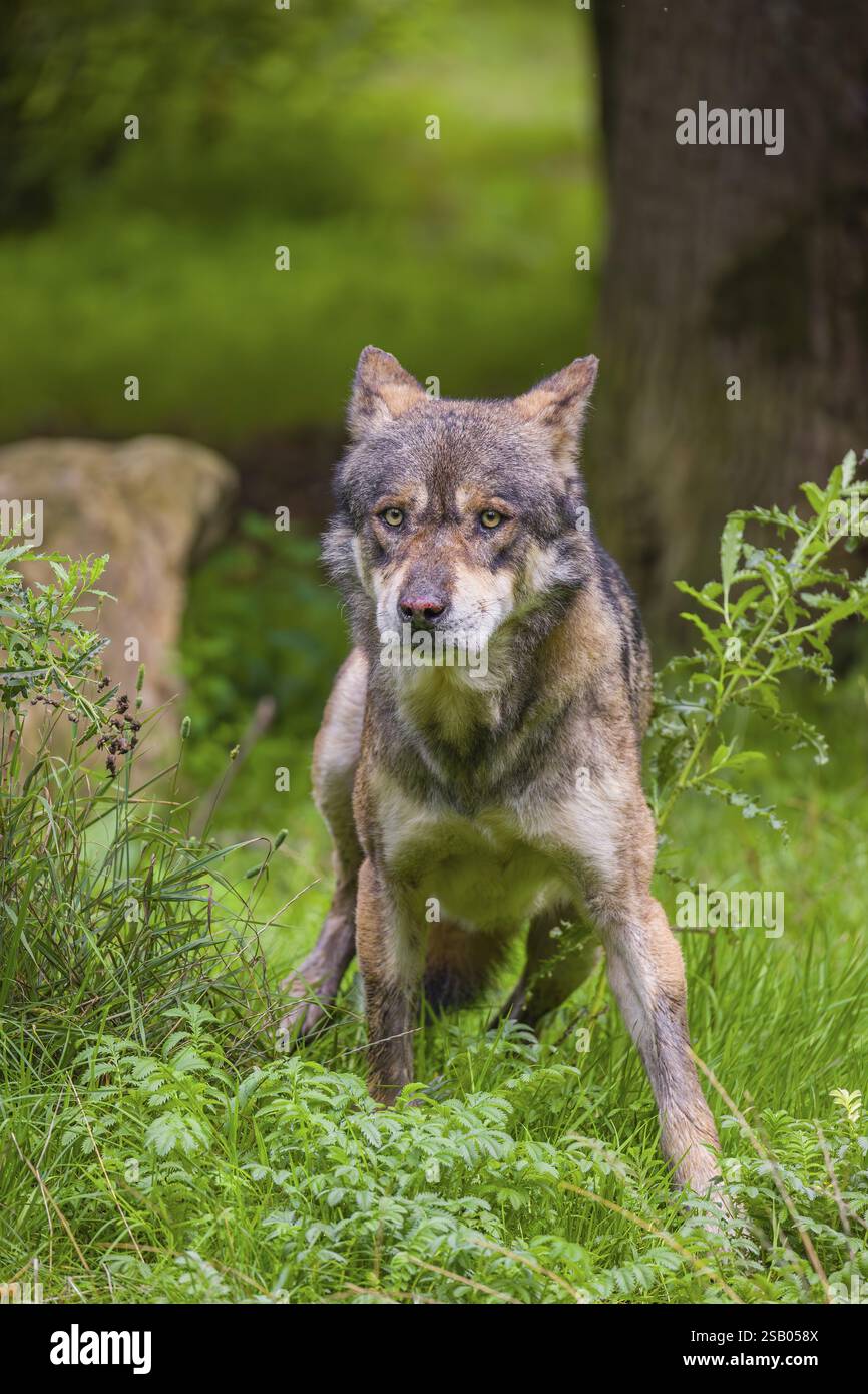 An adult male eurasian gray wolf (Canis lupus lupus) stands at the edge ...