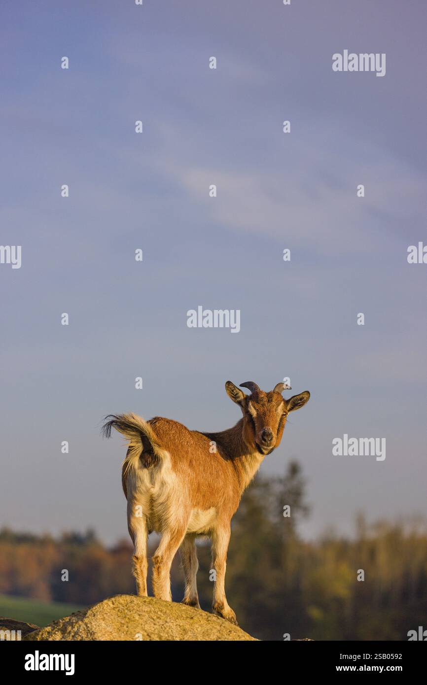 An African Pygmy goat Capra aegagrus hircus) stands on top of a rock ...
