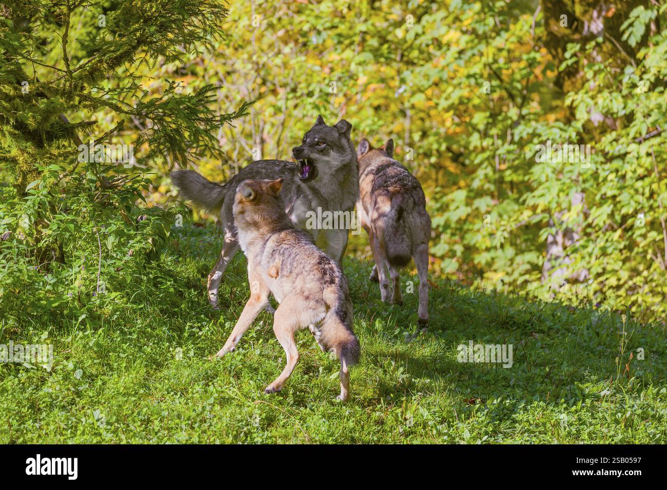 Three eurasian gray wolves (Canis lupus lupus) play with each other on ...