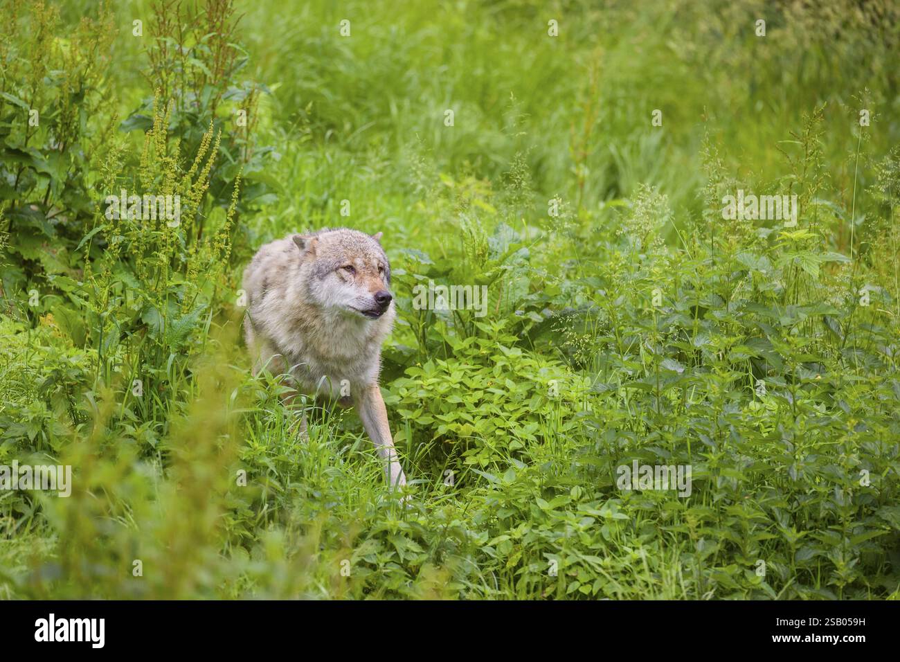 A submissive eurasian gray wolf (Canis lupus lupus) anxiously watches ...