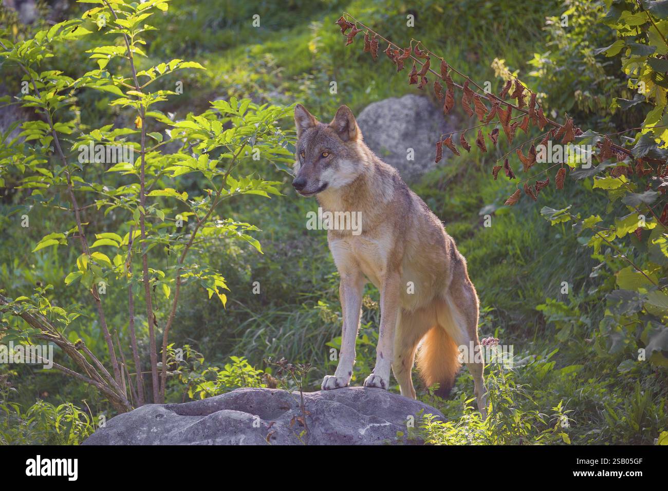 A eurasian gray wolf (Canis lupus lupus) stands on a forest edge in ...