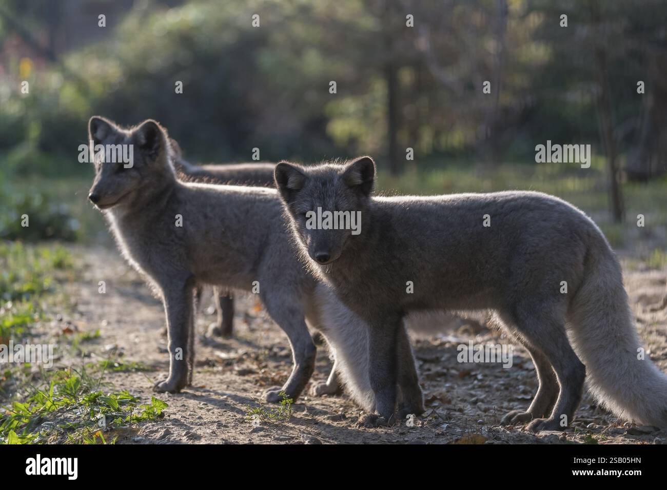 One young arctic fox (Vulpes lagopus), (white fox, polar fox, or snow ...