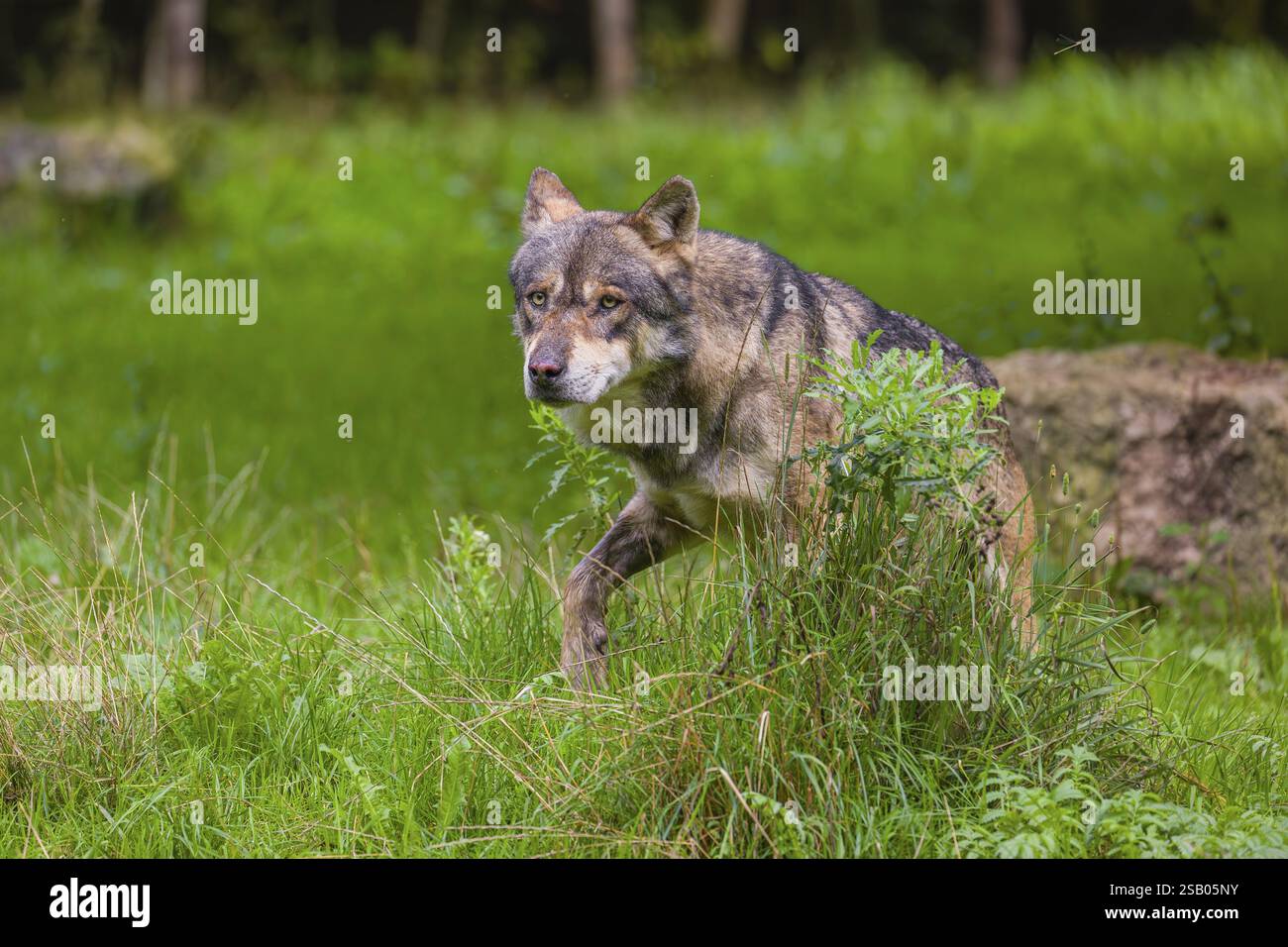 An adult male eurasian gray wolf (Canis lupus lupus) stands at the edge ...