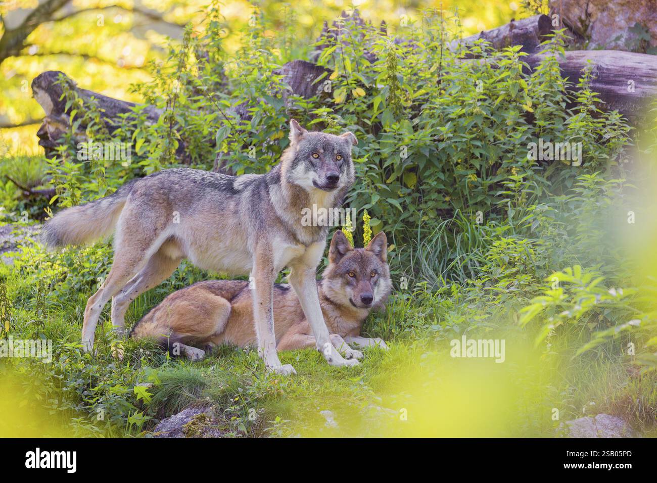 Two eurasian gray wolves (Canis lupus lupus) on a small hill between ...