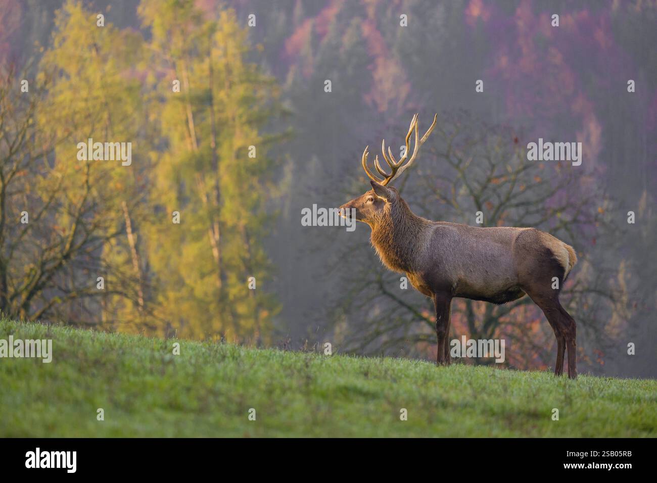 An Altai maral stag, Altai wapiti or Altai elk (Cervus canadensis ...