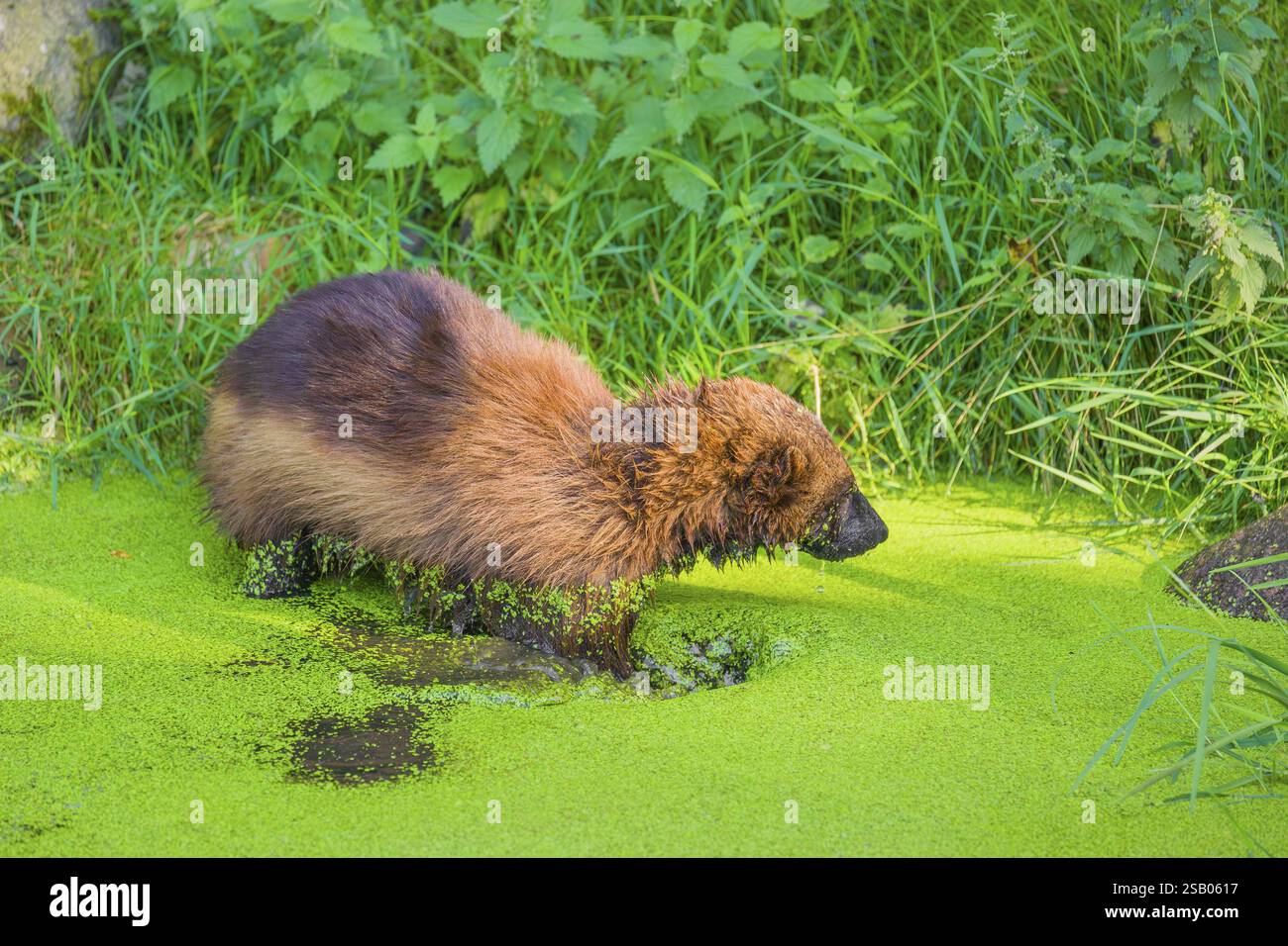 A wolverine, (Gulo gulo), stands in the water of a small pond, covered ...