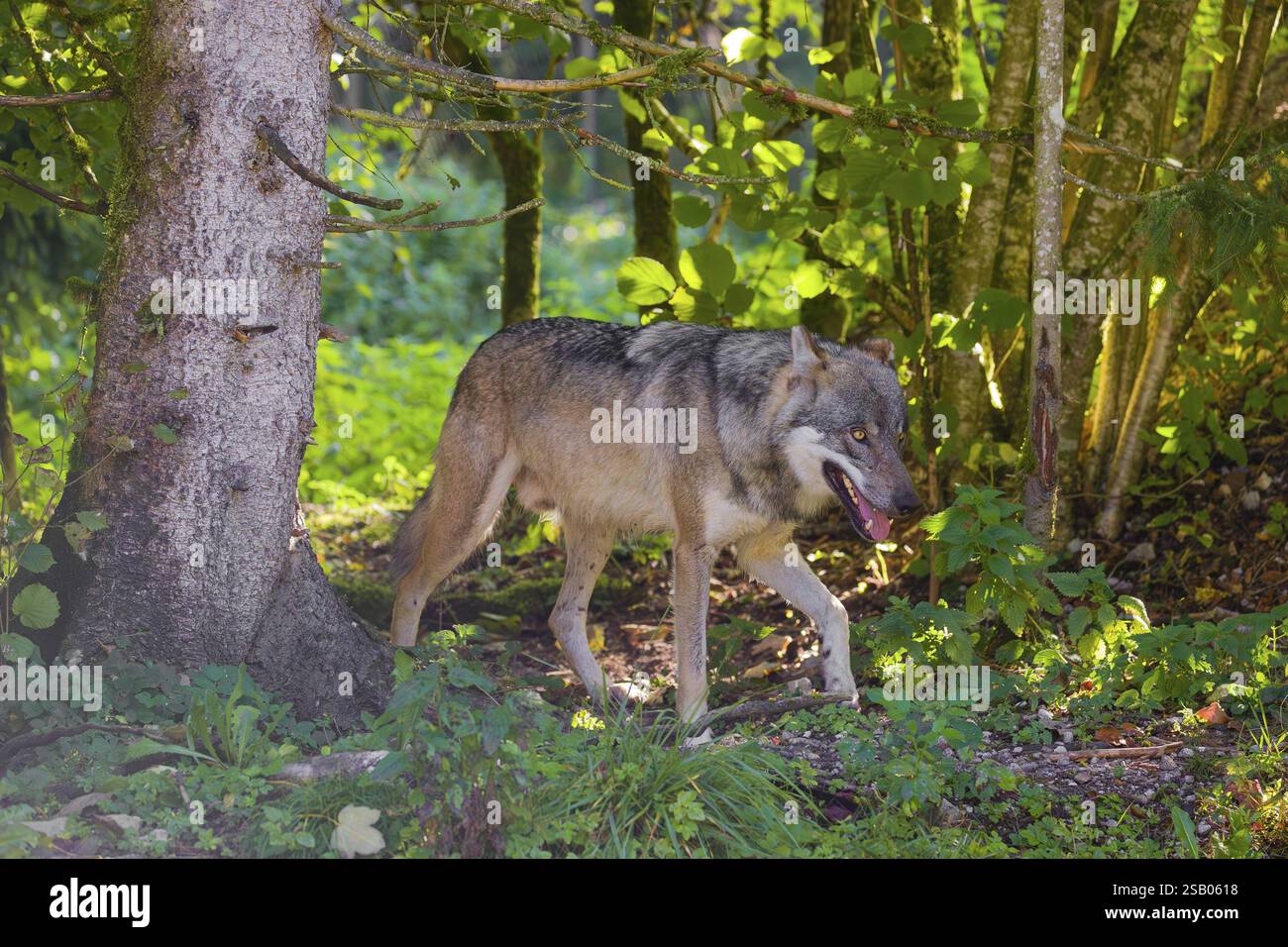 A eurasian gray wolf (Canis lupus lupus) stands on a forest edge in ...