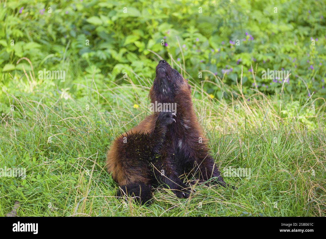 A wolverine (Gulo gulo) sits on a green meadow at a forest edge ...