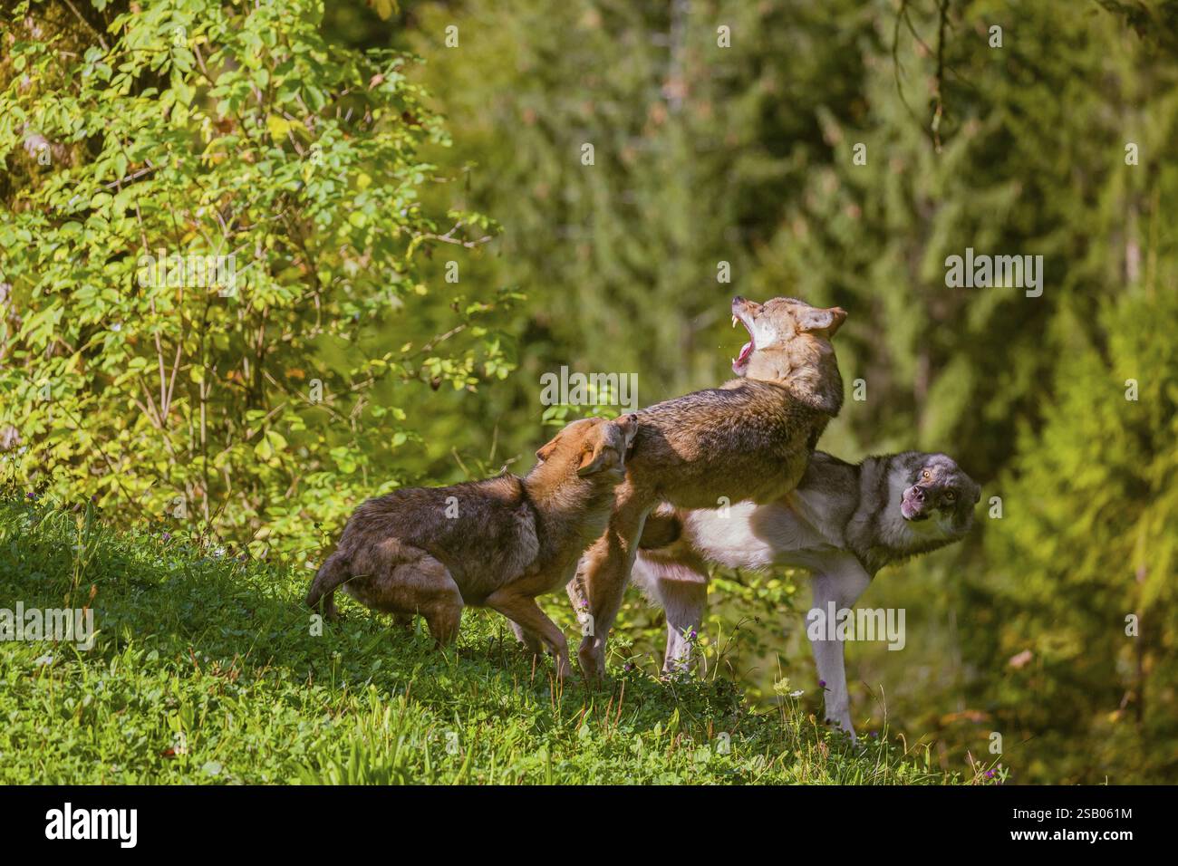 Three eurasian gray wolves (Canis lupus lupus) play with each other on ...