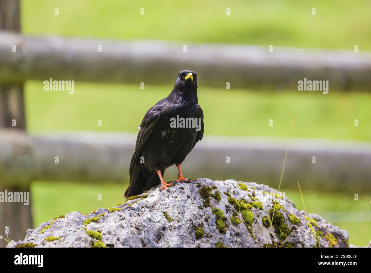 An Alpine chough or yellow-billed chough (Pyrrhocorax graculus) stands ...