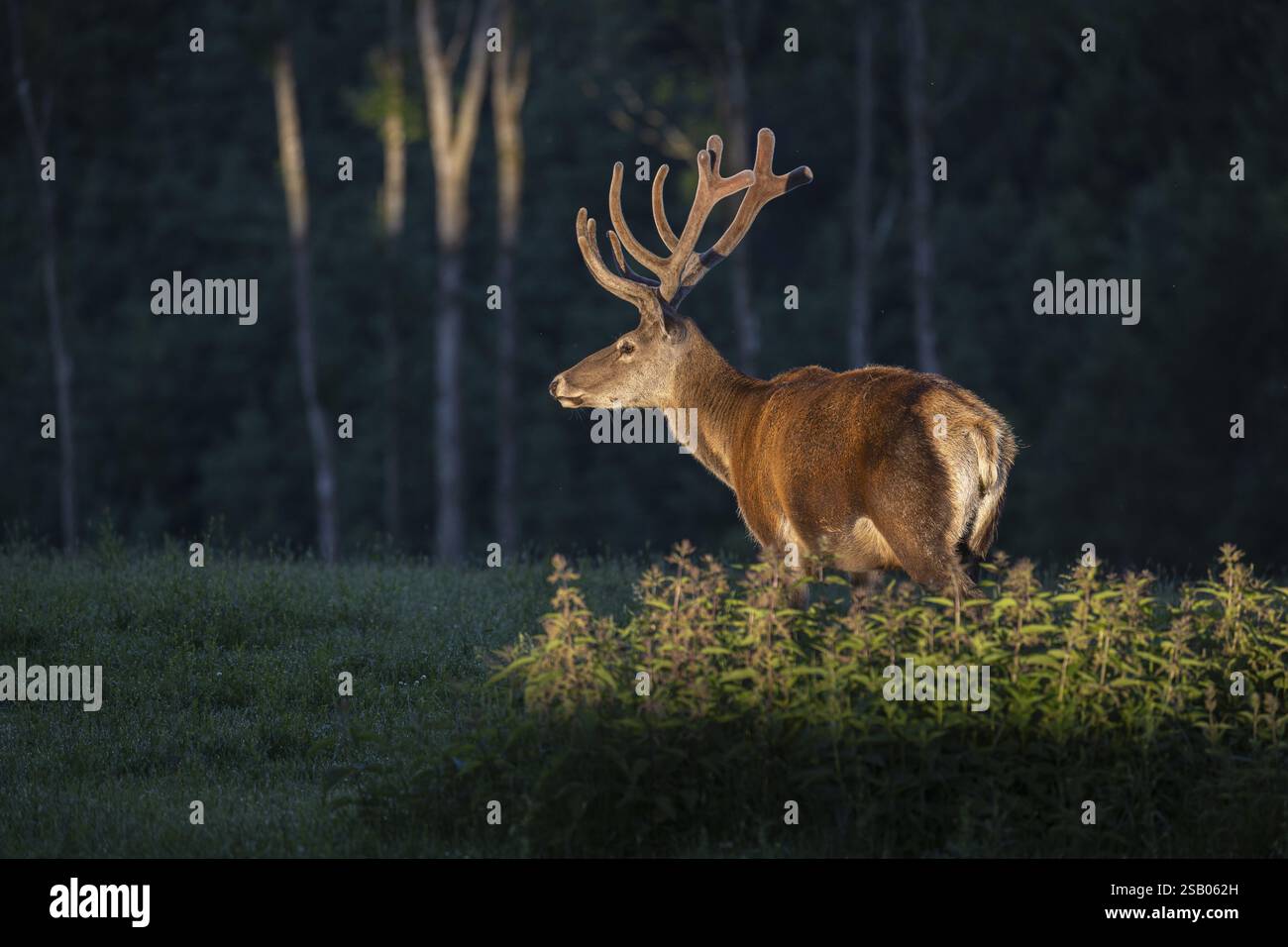 One Altai maral stag, Altai wapiti or Altai elk (Cervus canadensis ...